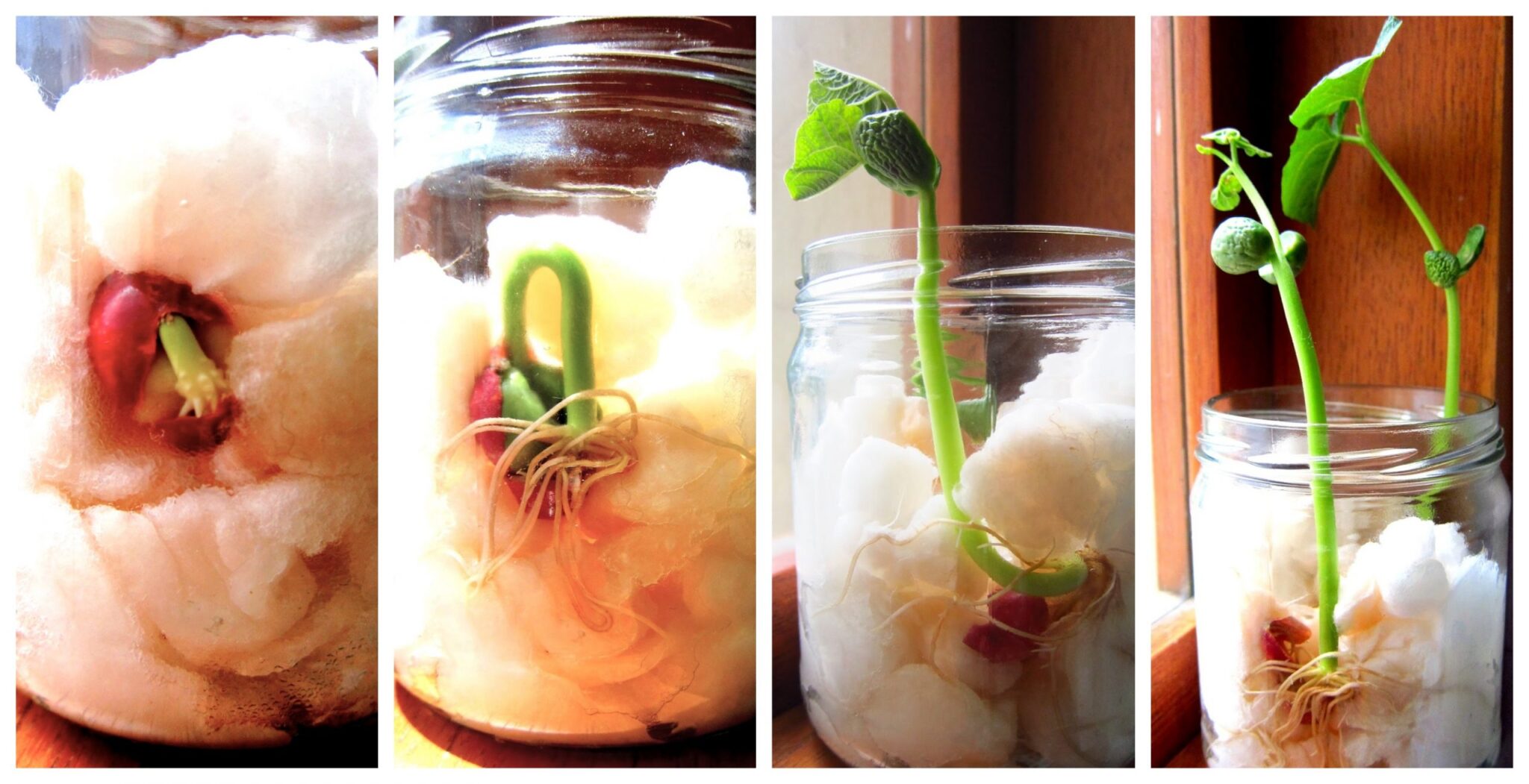 Cultiva tu PROPIO árbol frutal: Guía para GERMINAR semillas de guayaba