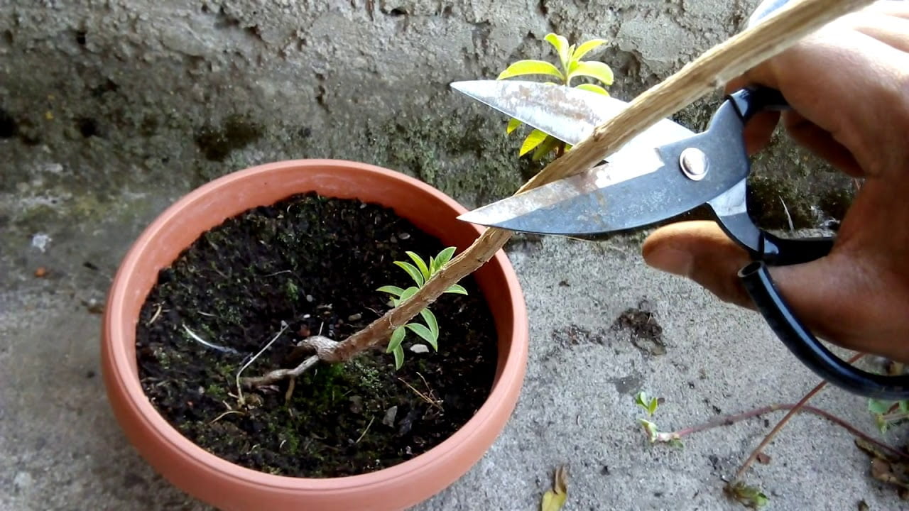 Cedrón: Propiedades, usos y beneficios de esta planta de aroma cítrico