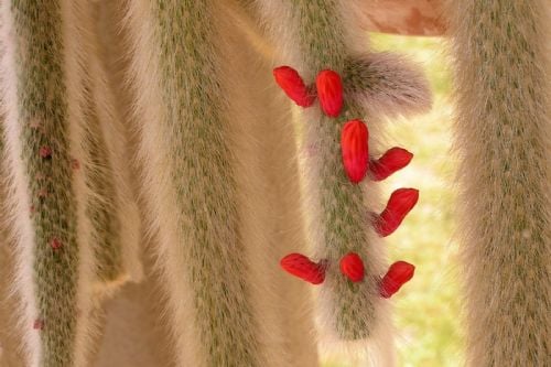 Colocando correctamente la cola de mono en tu hogar