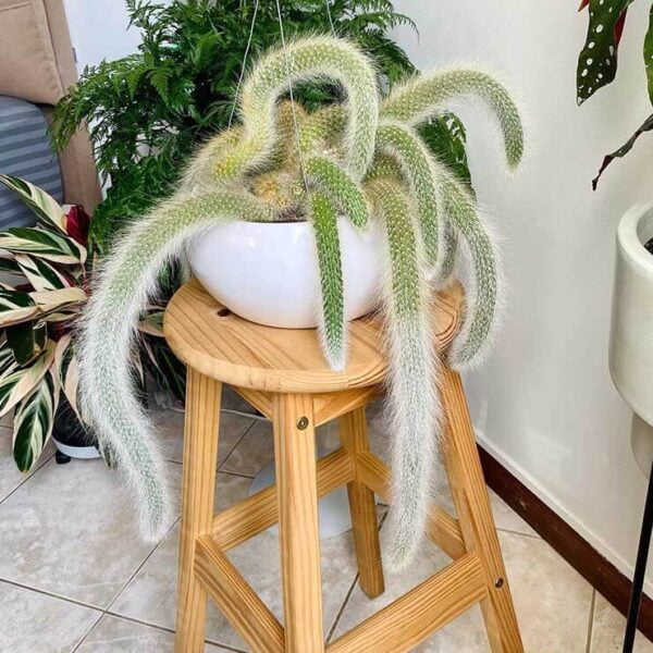 Colocando correctamente la cola de mono en tu hogar