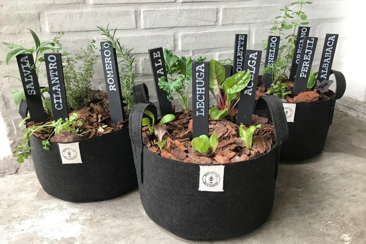 Cedrón: Propiedades, usos y beneficios de esta planta de aroma cítrico