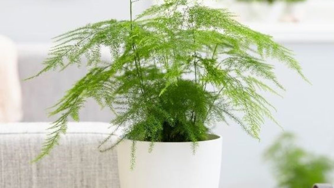 Cómo CUIDAR El Helecho Plumoso - Guía EFECTIVA
