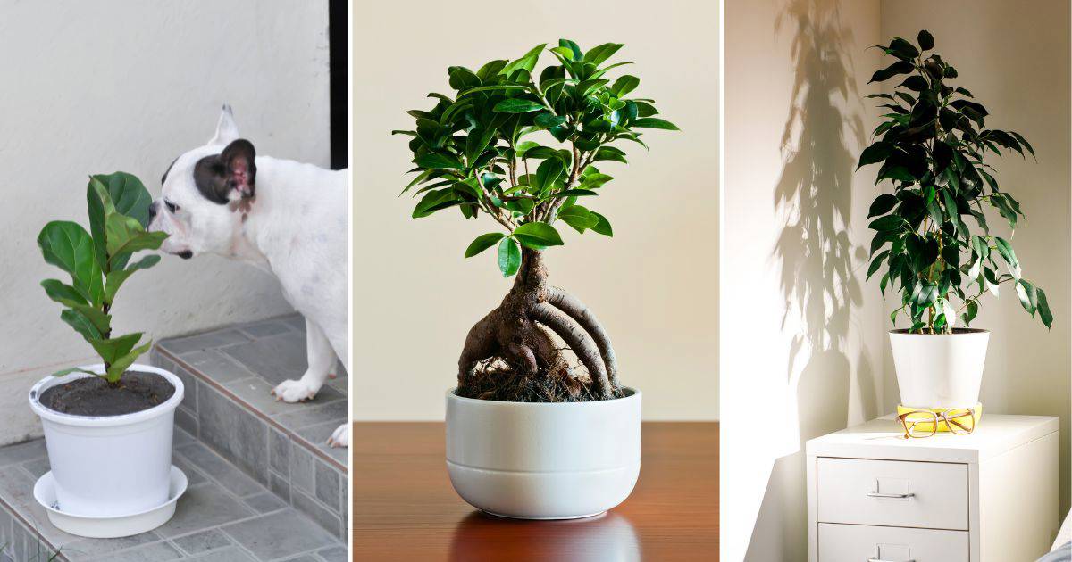 ¿Descubre cuánto CRECE un FICUS en maceta? ¡Todo lo que NECESITAS saber!