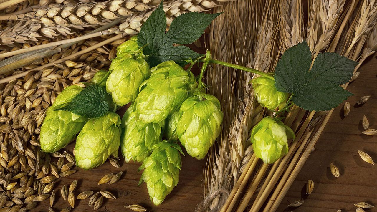 Descubre: ¿El LÚPULO es Comestible? ¡Plantas Medicinales al Rescate!