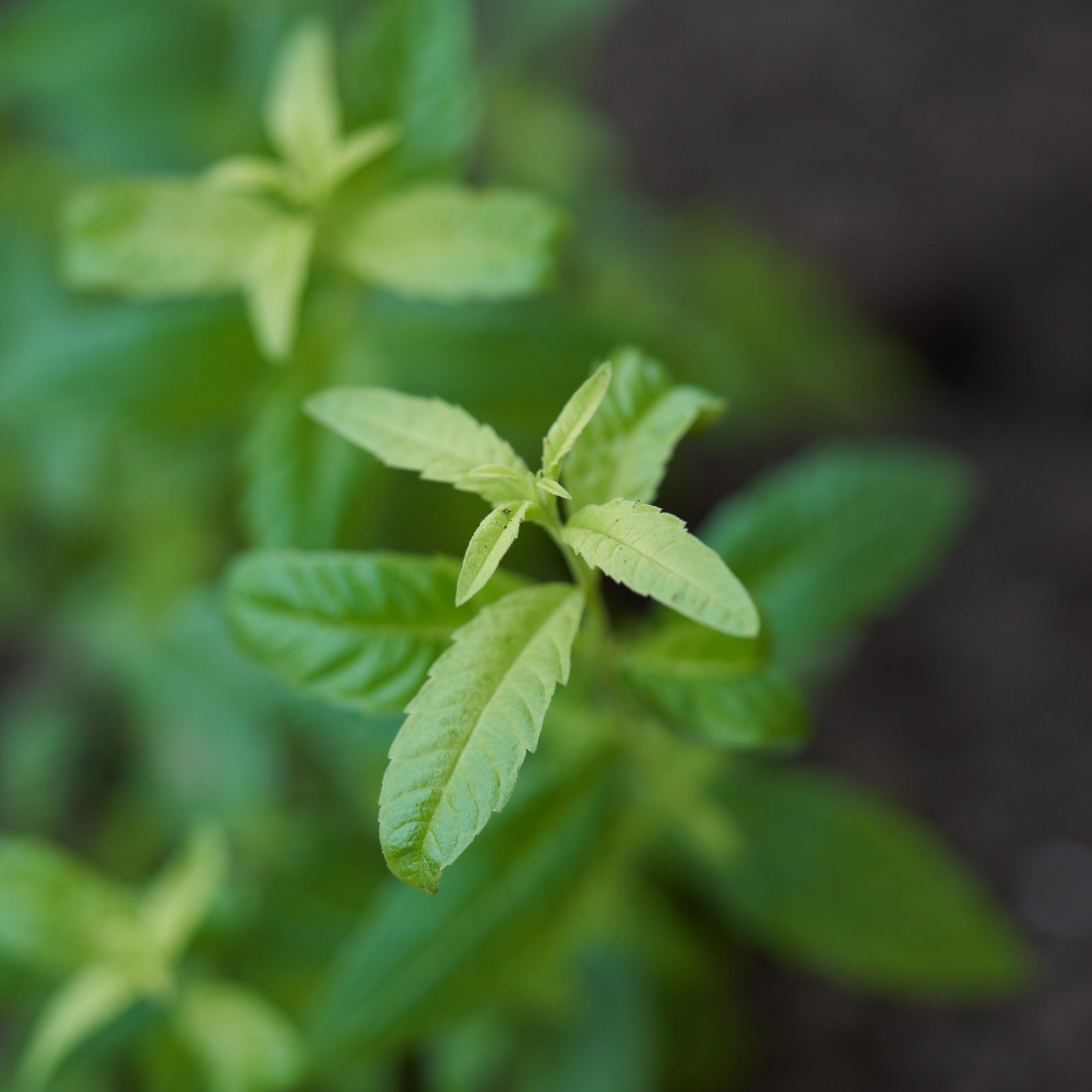 Descubre la Variedad de Tipos de Cedrón que Existen y Sus Beneficios ...