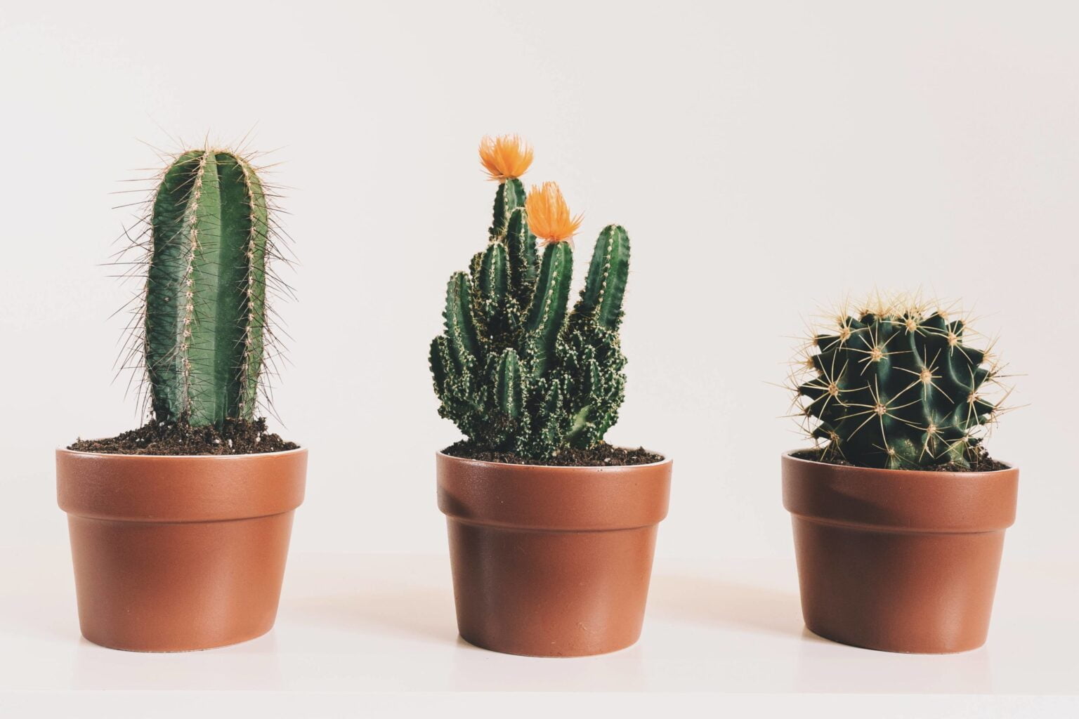 Descubre las características de los cactus: todo lo que debes saber
