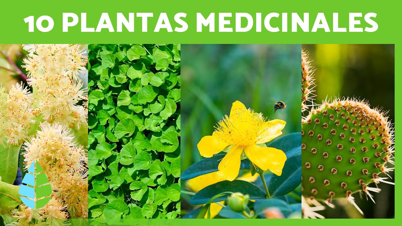 Descubre los BENEFICIOS de las plantas medicinales - ¡Salud en manos verdes!