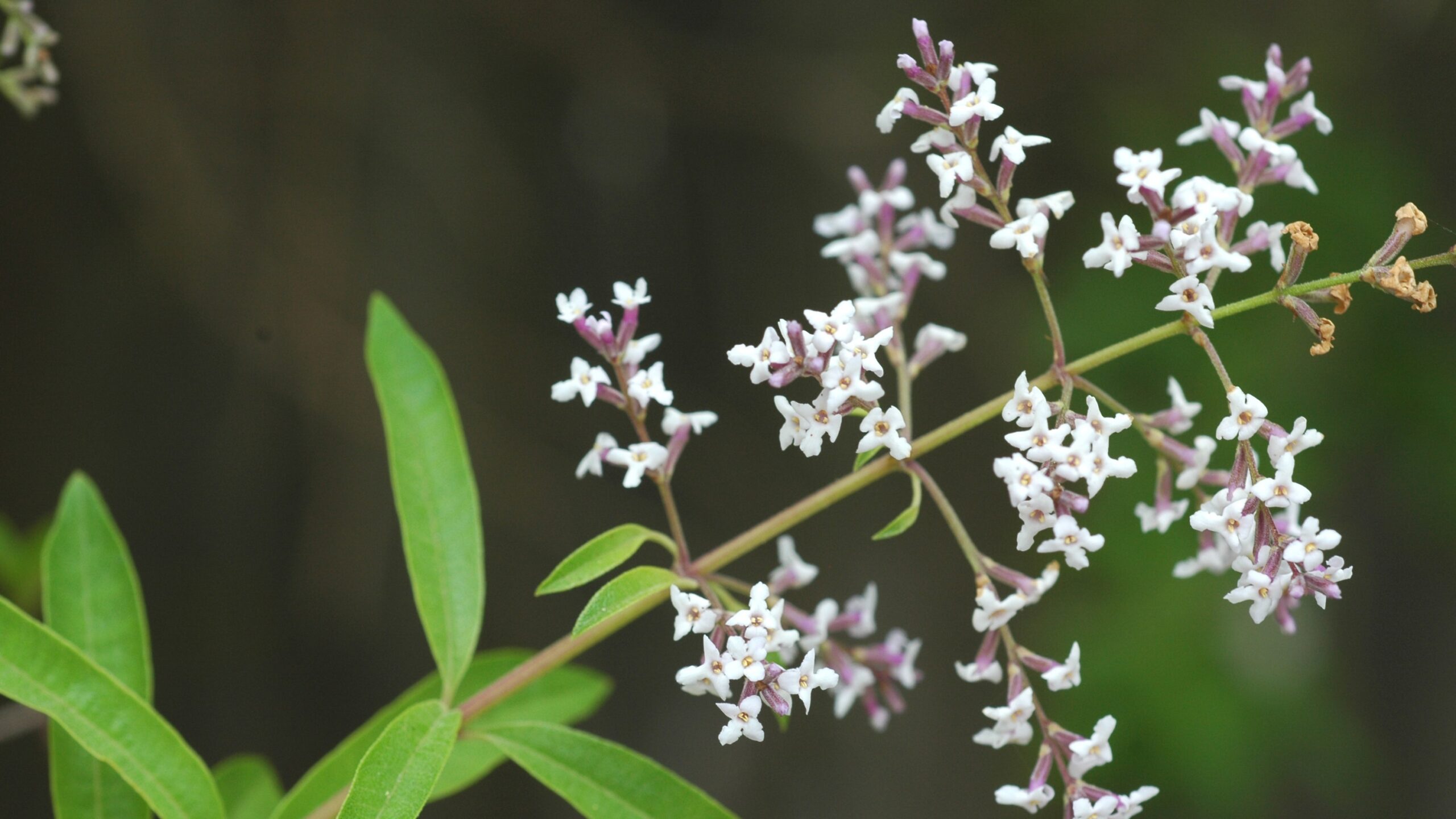 Cedrón: Propiedades, usos y beneficios de esta planta de aroma cítrico