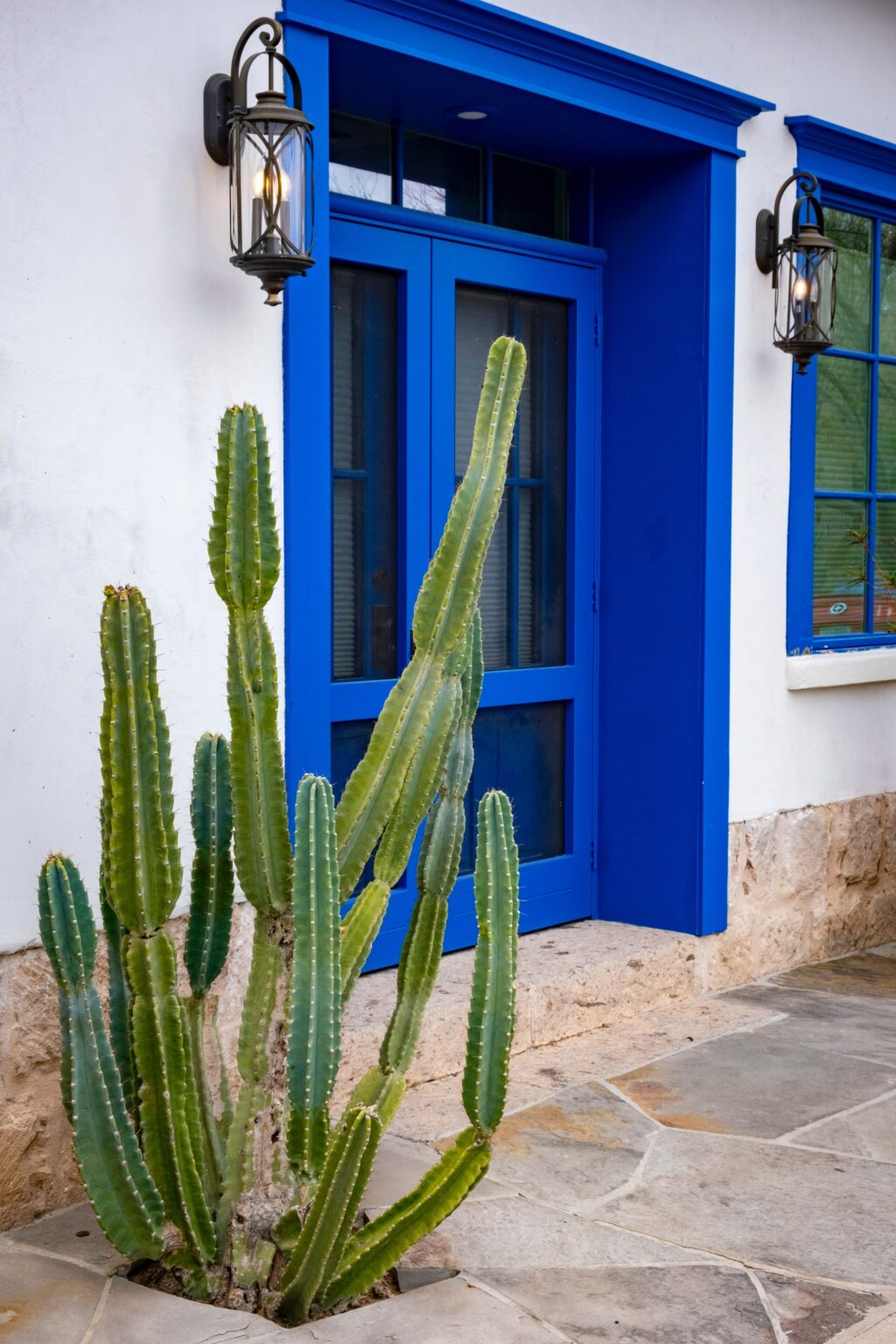 El simbolismo detrás del cactus en la entrada de tu hogar: ¿Qué significa?