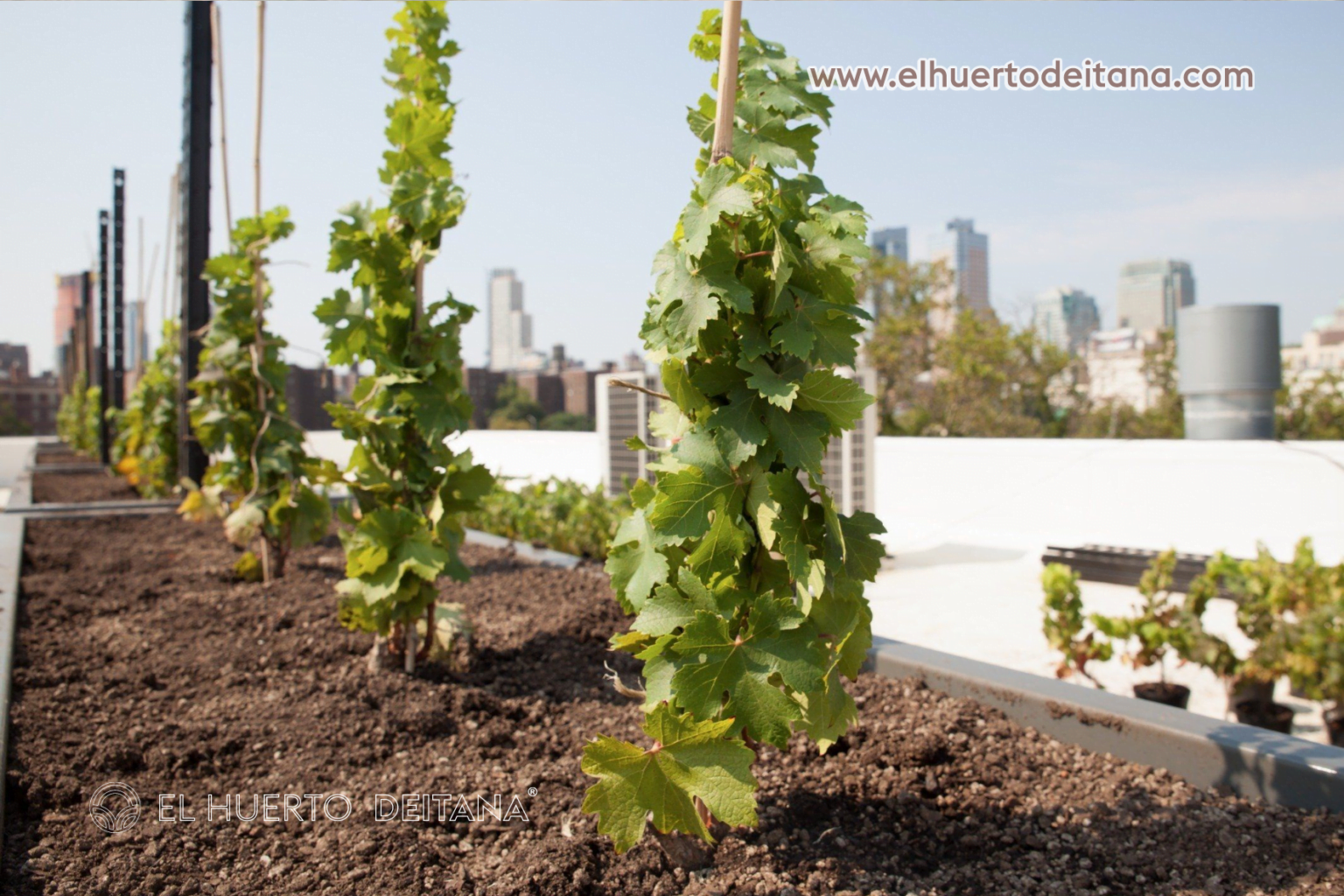 Plantar parra en maceta - ¡Verde y práctico en INTERIORES!