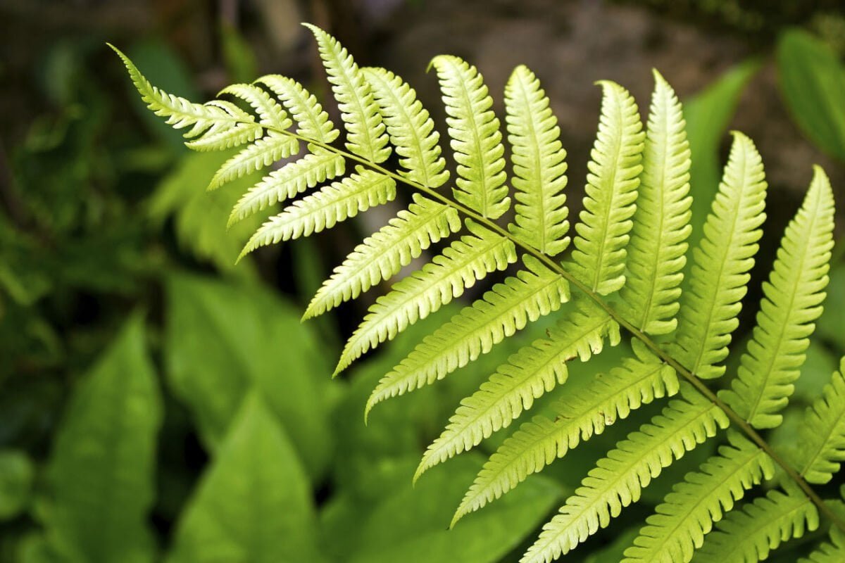 Que Enfermedades Curan Los Helechos