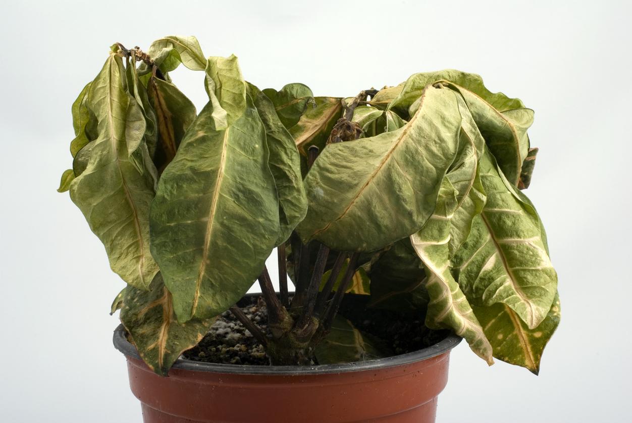 Revive tus plantas: Soluciones efectivas para hojas caídas